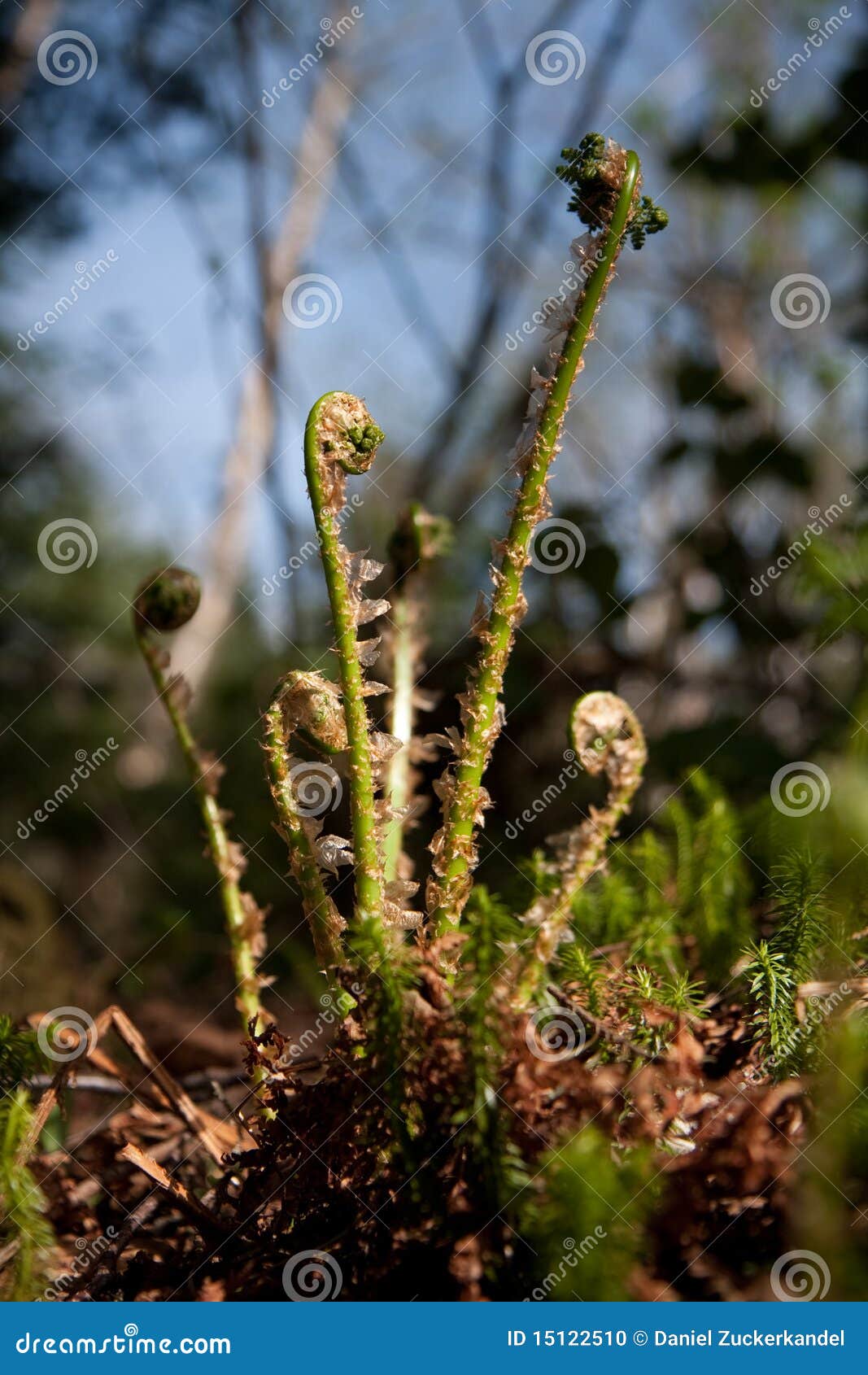 Fiddleheads stock photo. Image of mountain, vegetable - 15122510
