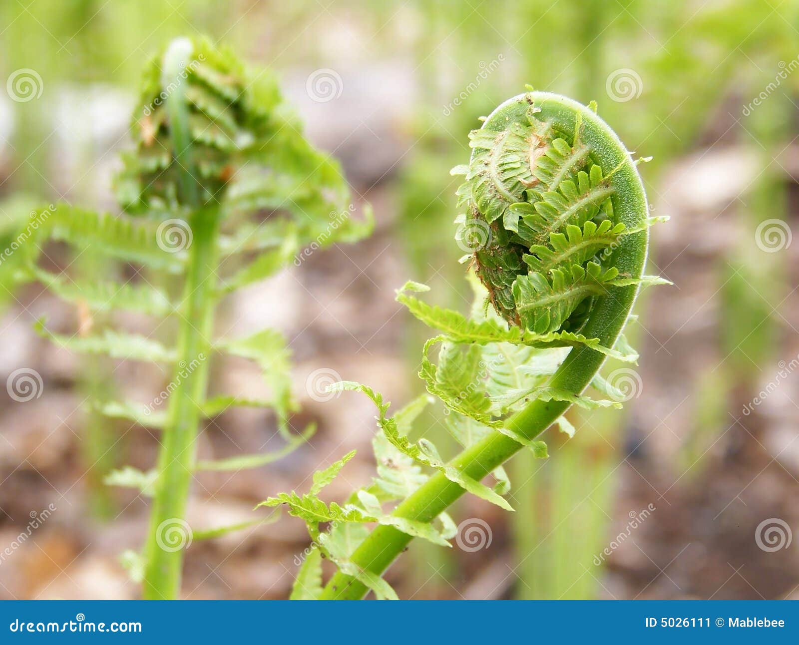 Fiddleheads stock image. Image of ferns, spring, fiddleheads - 5026111