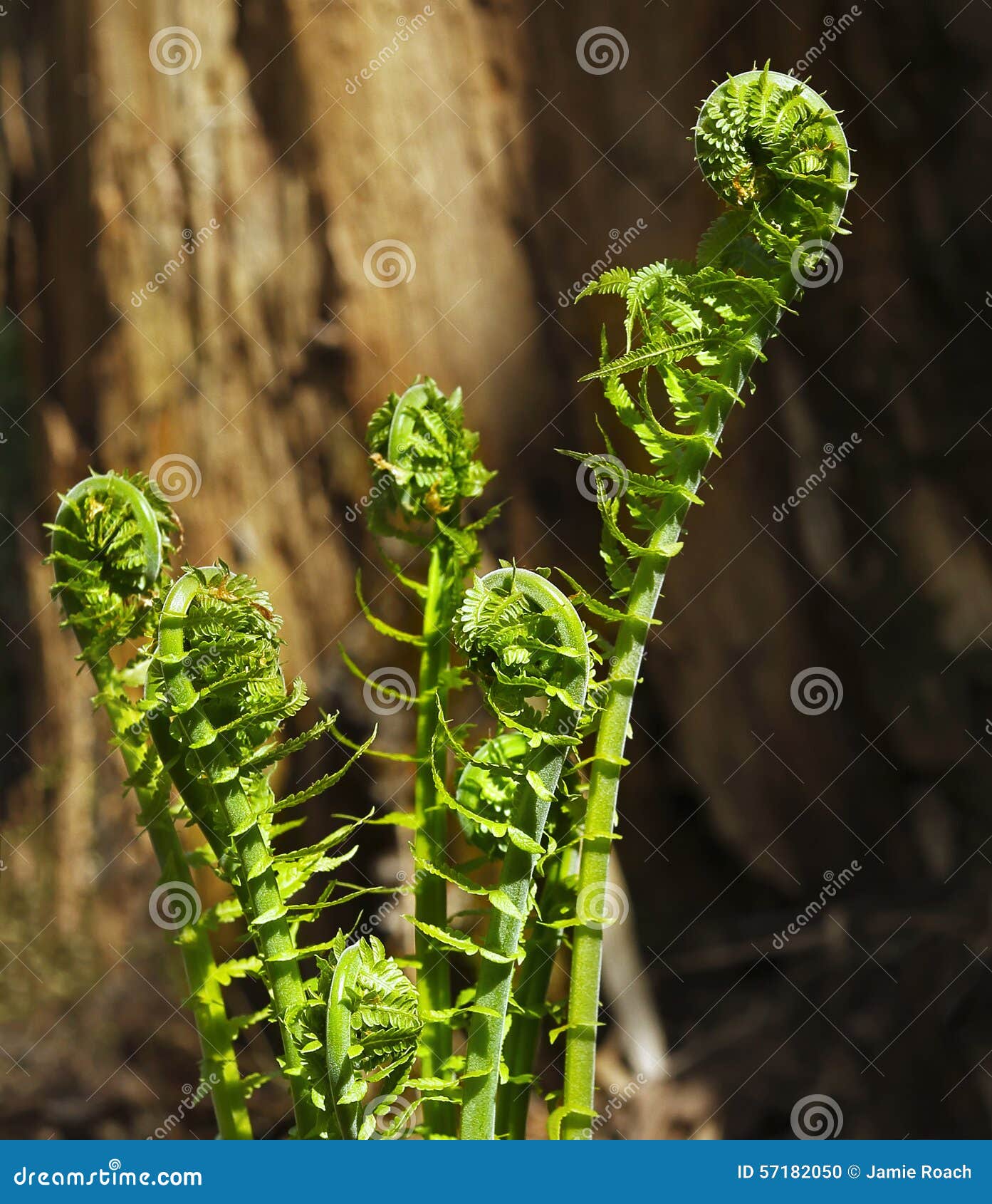 Fiddleheads Forest stock photo. Image of head, fern, stems - 57182050