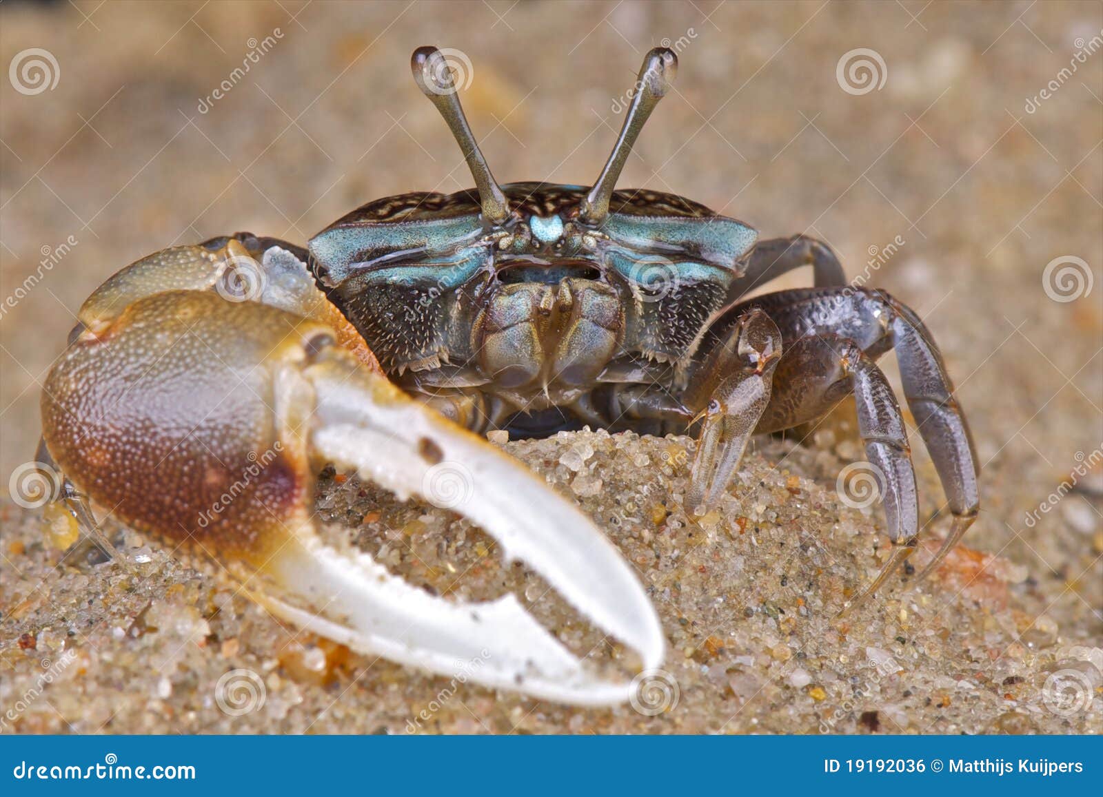 Fiddler crab stock photo. Image of swamps, bali, crab - 19192036