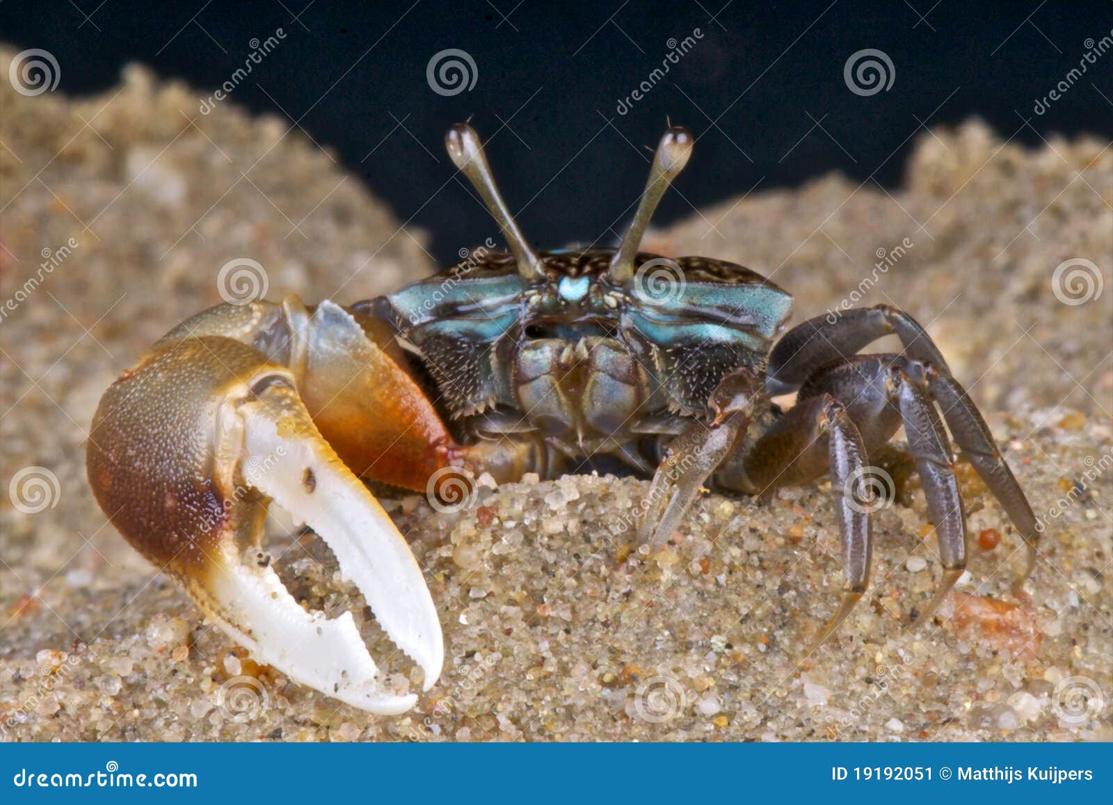 Fiddler crab stock image. Image of claws, tropical, swamps - 19192051