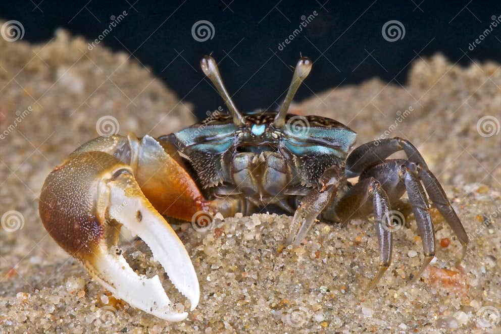 Fiddler crab stock image. Image of claws, tropical, swamps - 19192051