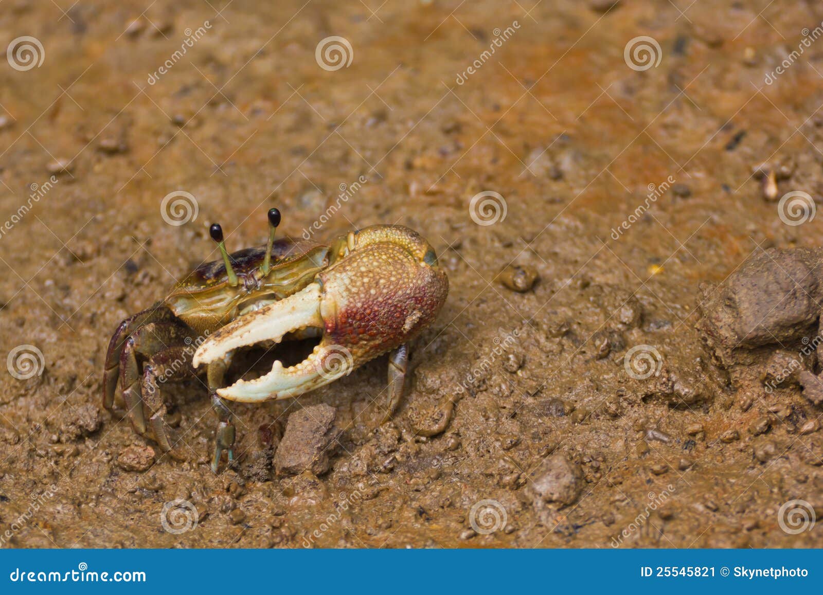 Fiddler crab stock image. Image of marine, ecology, crustacean - 25545821