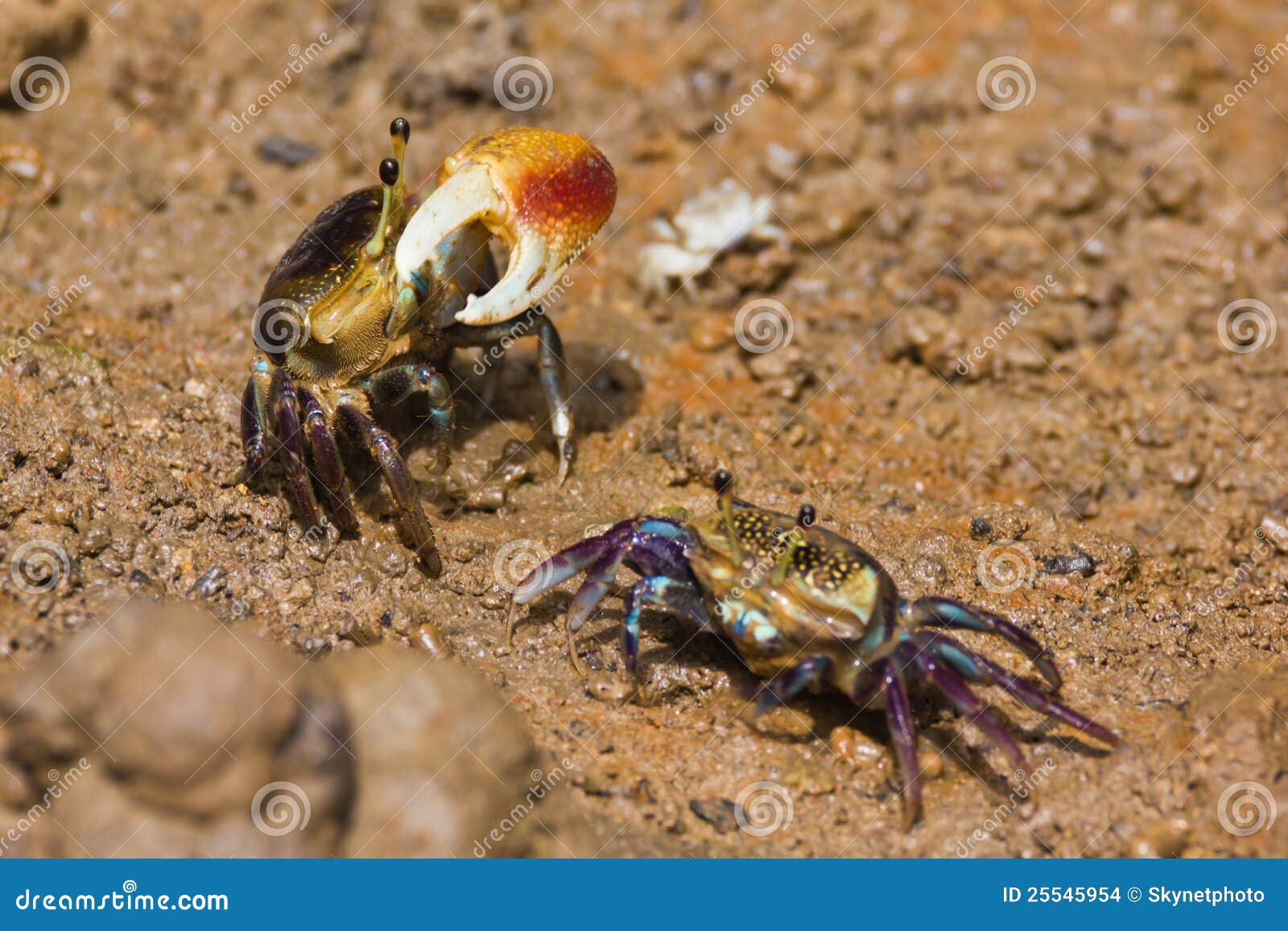 Fiddler crab stock photo. Image of closeup, crustacean - 25545954