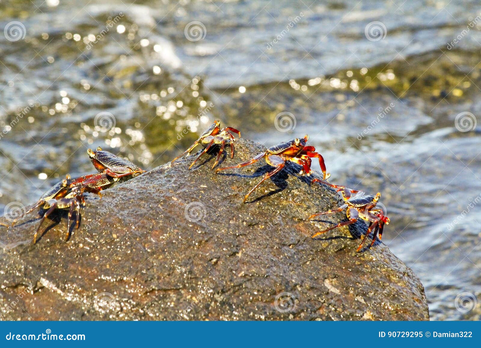 Fiddler crab - africa stock image. Image of south, crustacean - 90729295