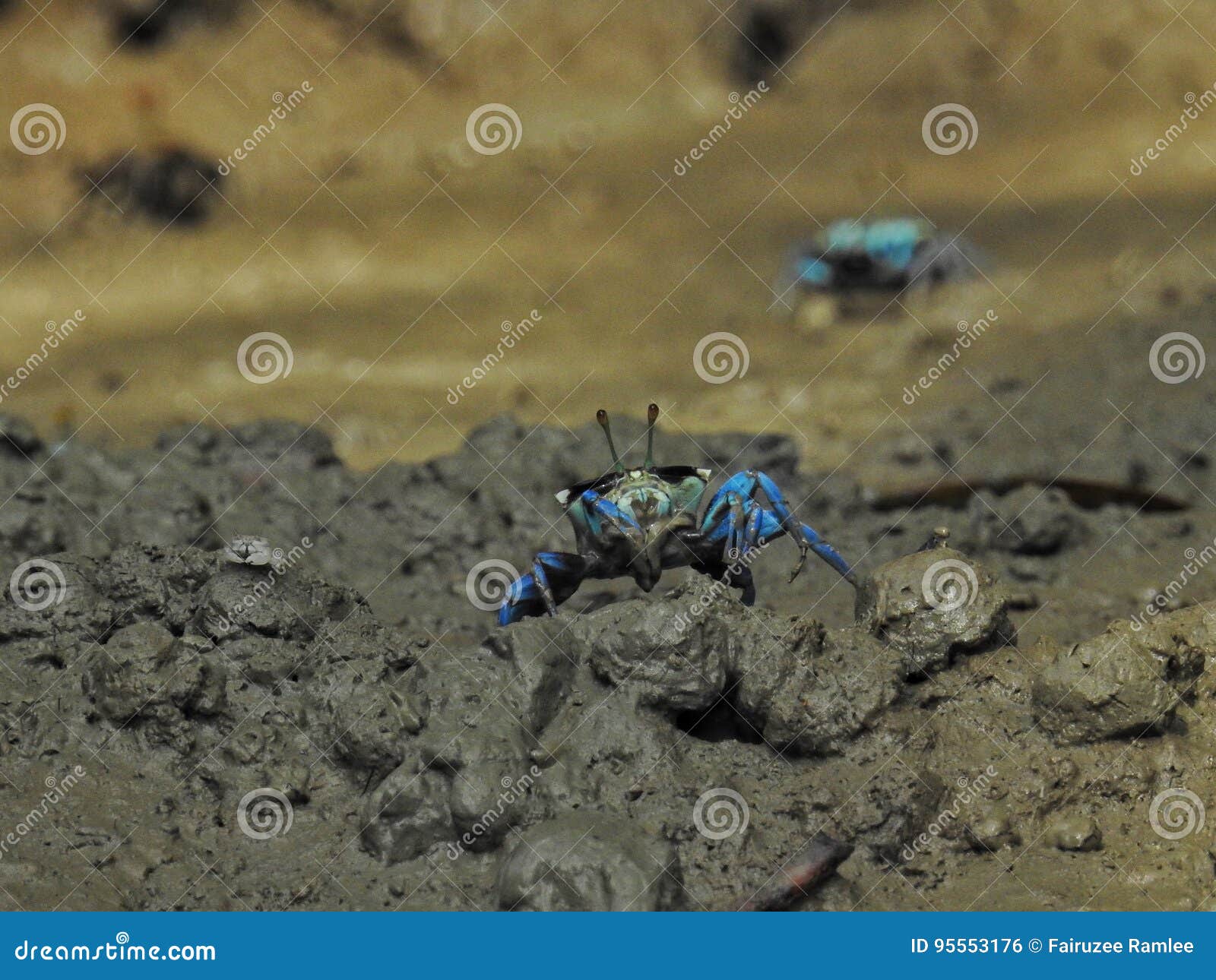Fiddler crab stock photo. Image of crab, mangrove, fiddler - 95553176
