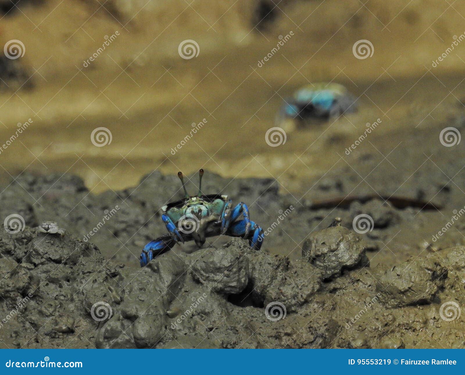Fiddler crab stock image. Image of blue, landscape, fiddler - 95553219