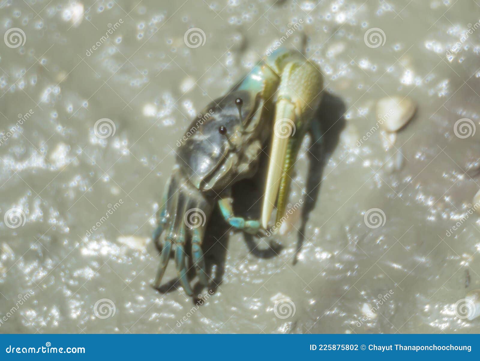 FIDDLER CRAB stock photo. Image of forest, water, walk - 225875802