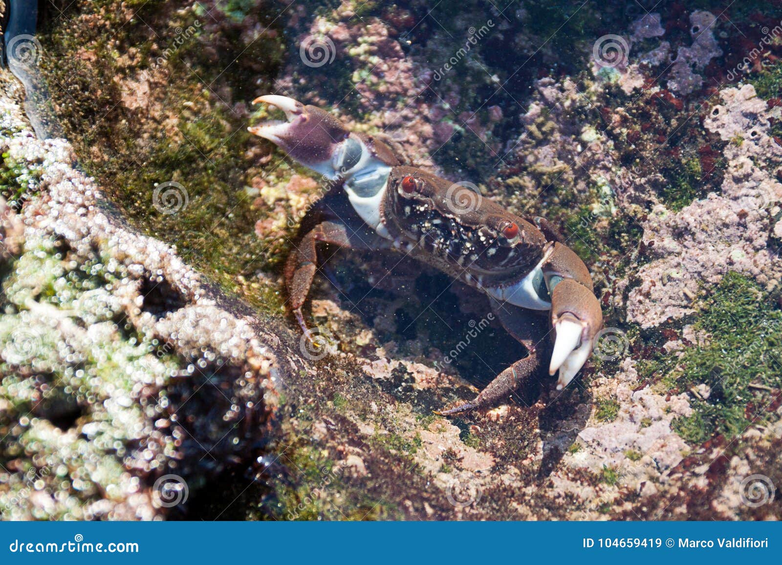 A fiddler crab stock image. Image of eyes, arthopod - 104659419