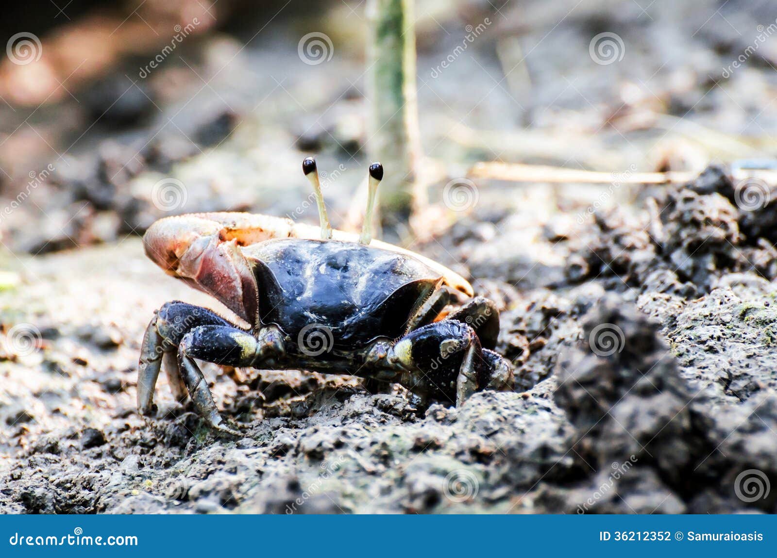 Fiddler crab stock photo. Image of fiddler, closeup, wetland - 36212352