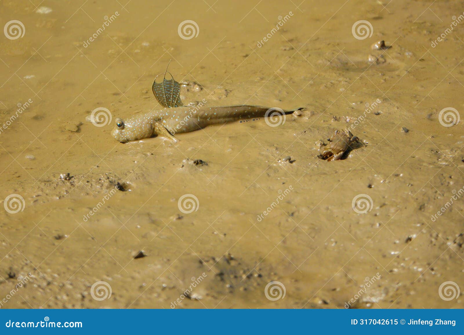 Fiddler Crab and Mudskipper Stock Image - Image of amphibians, animals ...
