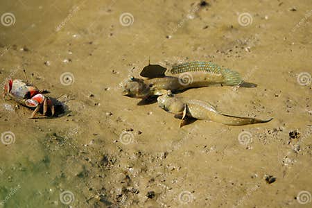 Fiddler Crab and Mudskipper Stock Image - Image of fight, zone: 317042581