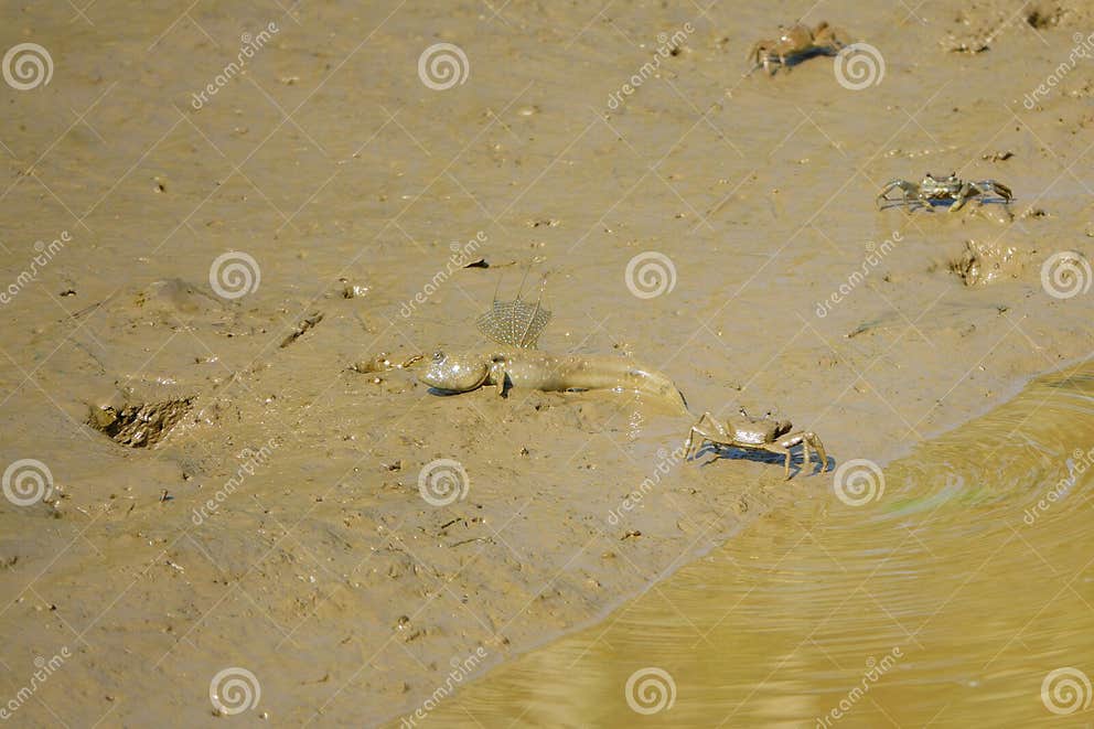 Fiddler Crab and Mudskipper Stock Image - Image of male, zone: 317042461