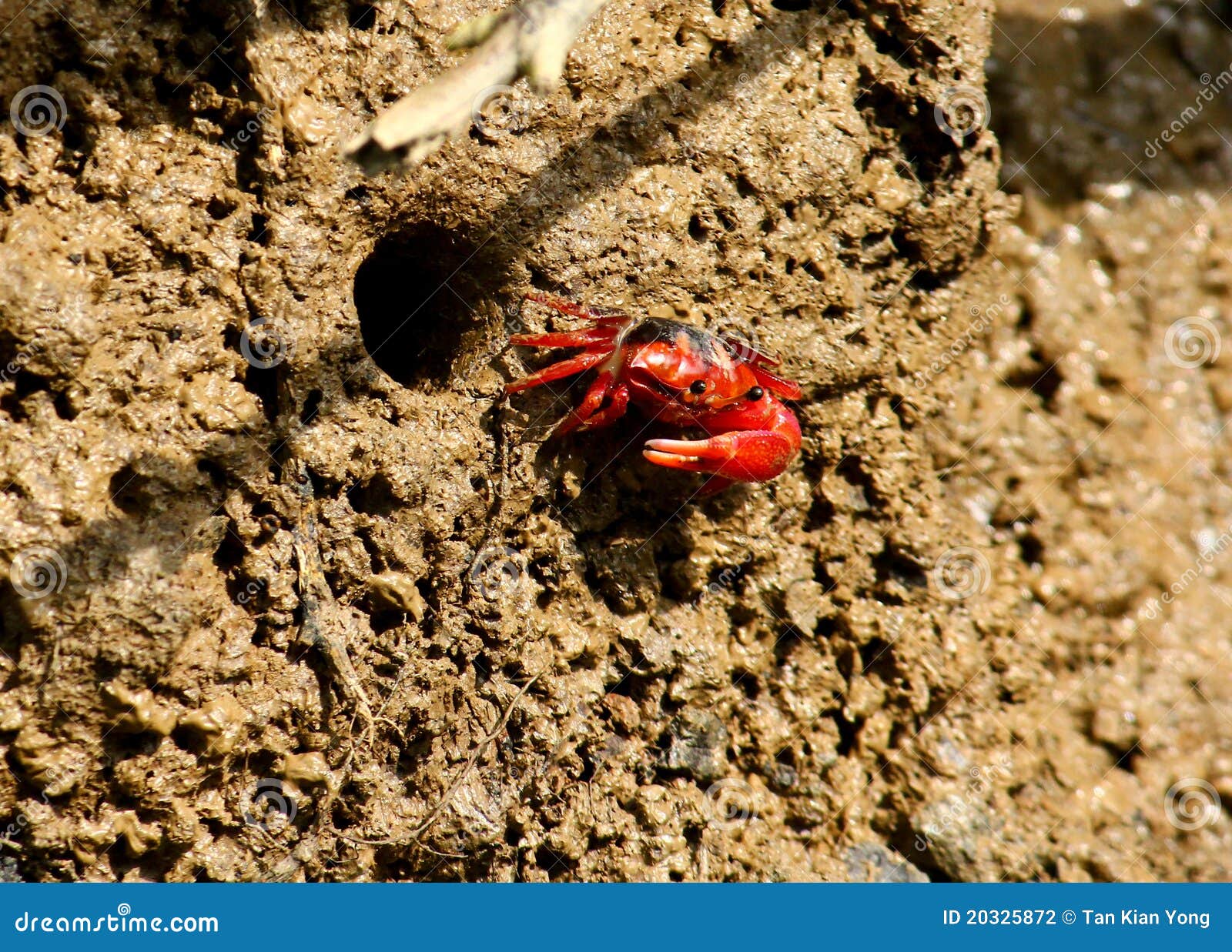 Fiddler Crab Out from Burrow Stock Photo - Image of emerge, crustacean ...