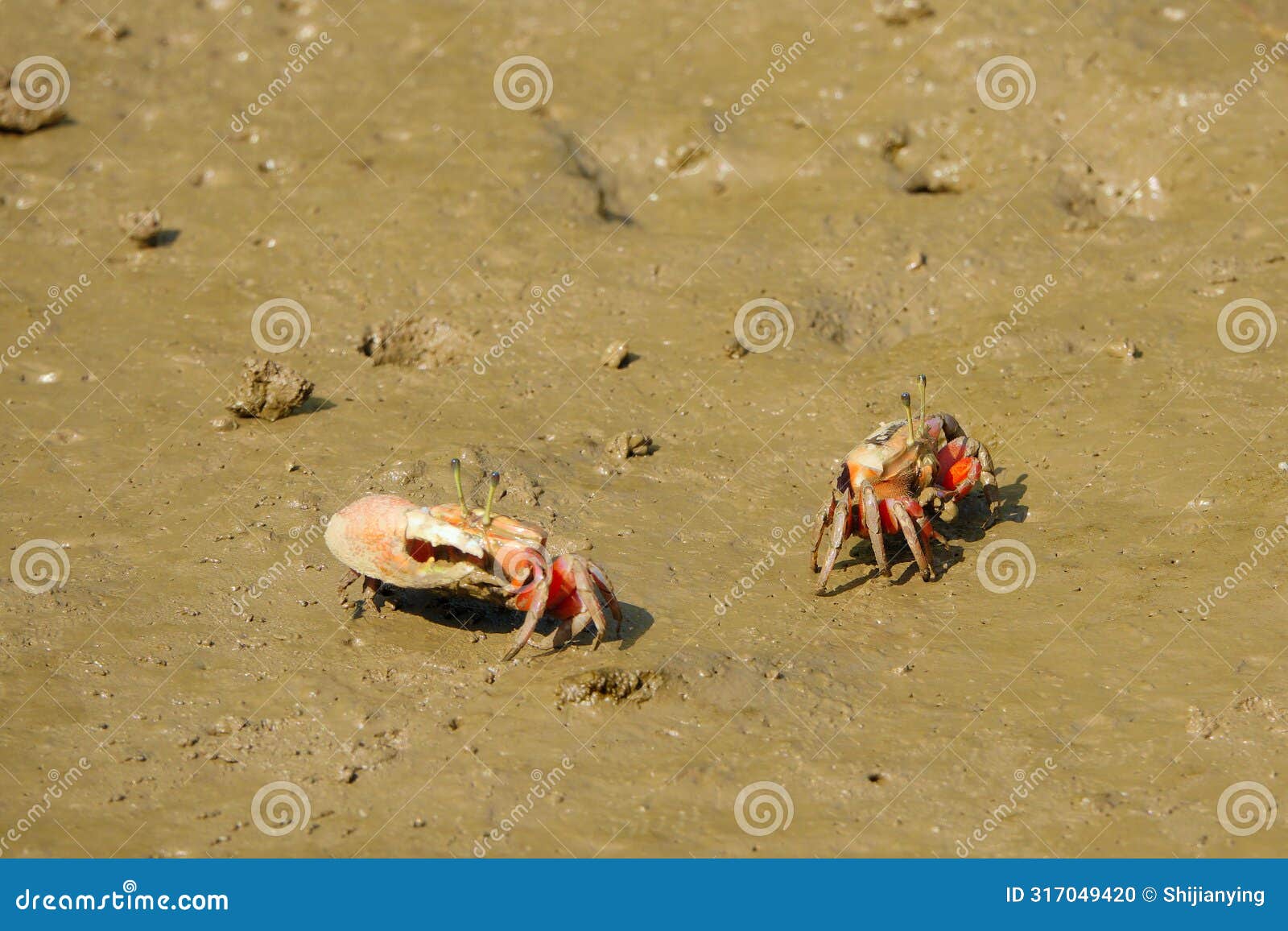 Fiddler Crab stock photo. Image of reptiles, mudflat - 317049420