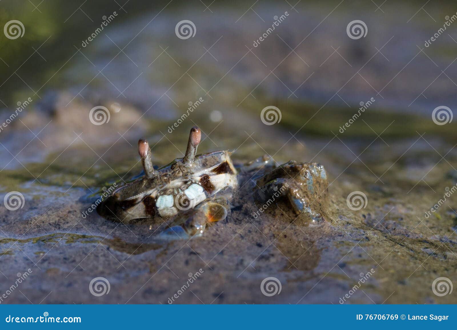 Fiddler Crab stock image. Image of submerged, lying, small - 76706769