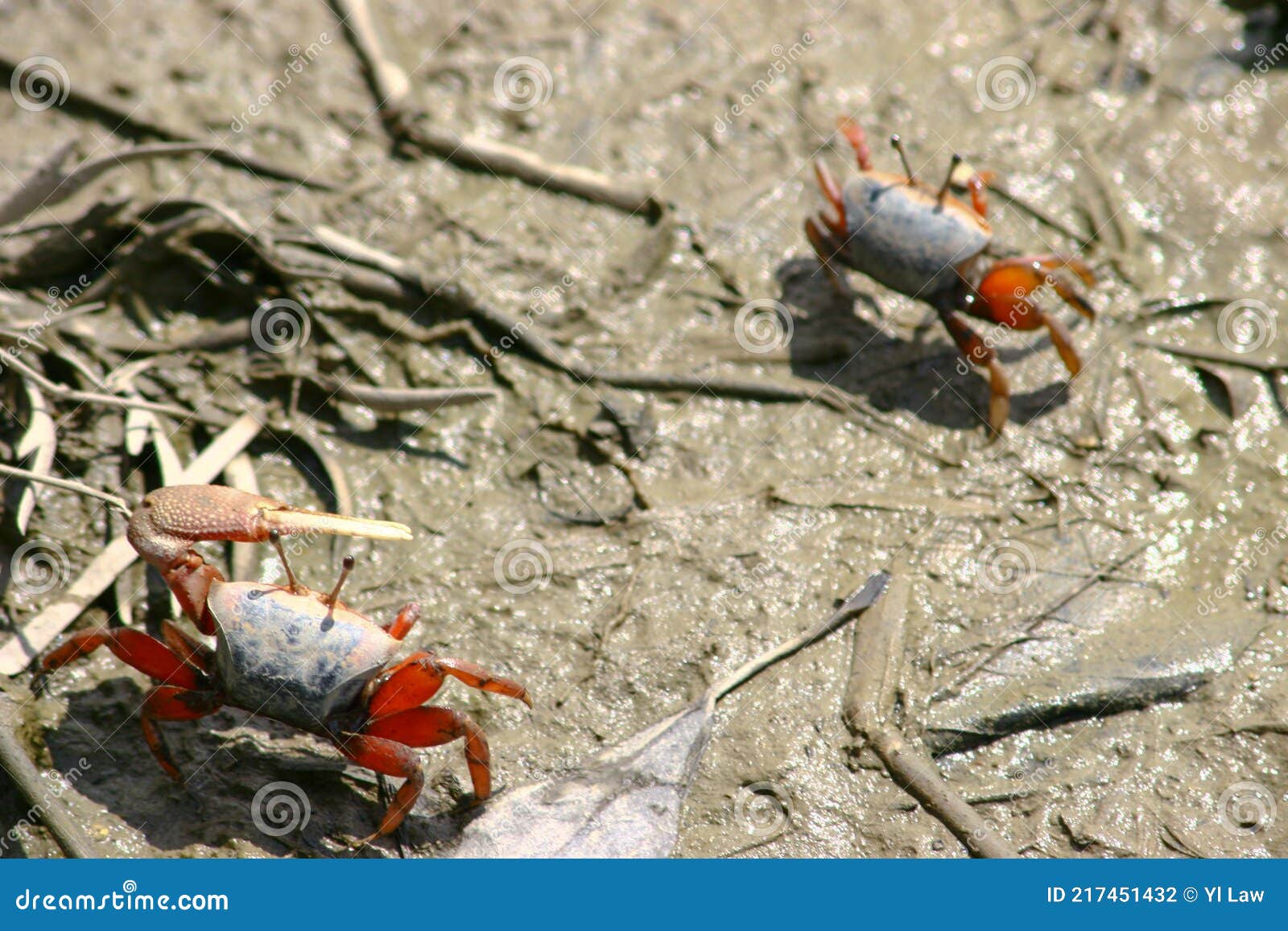 A Fiddler Crab Walking in Mangrove Forest at Nam Sang Wai Stock Photo ...