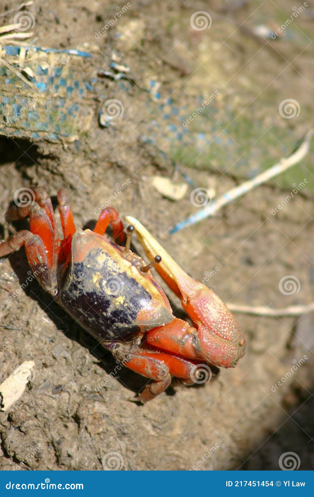 A Fiddler Crab Walking in Mangrove Forest at Nam Sang Wai Stock Photo ...