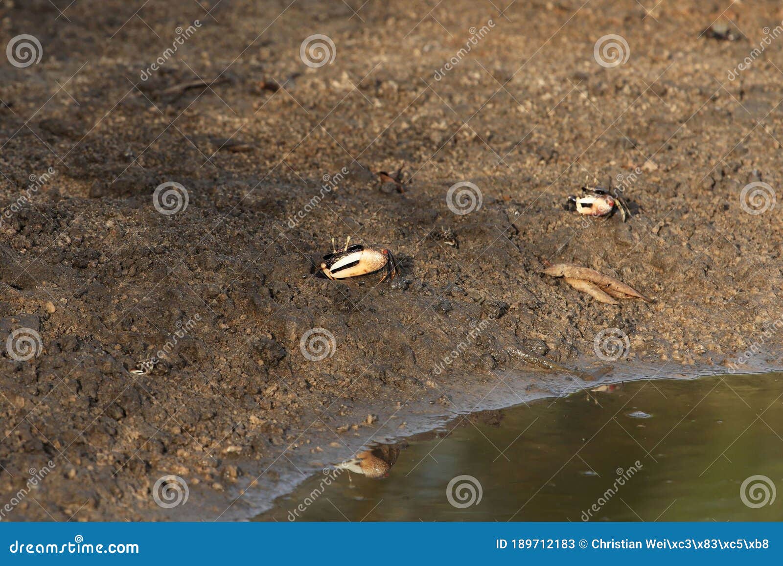 Fiddler Crab Mud Ball Stock Photos - Free & Royalty-Free Stock Photos ...