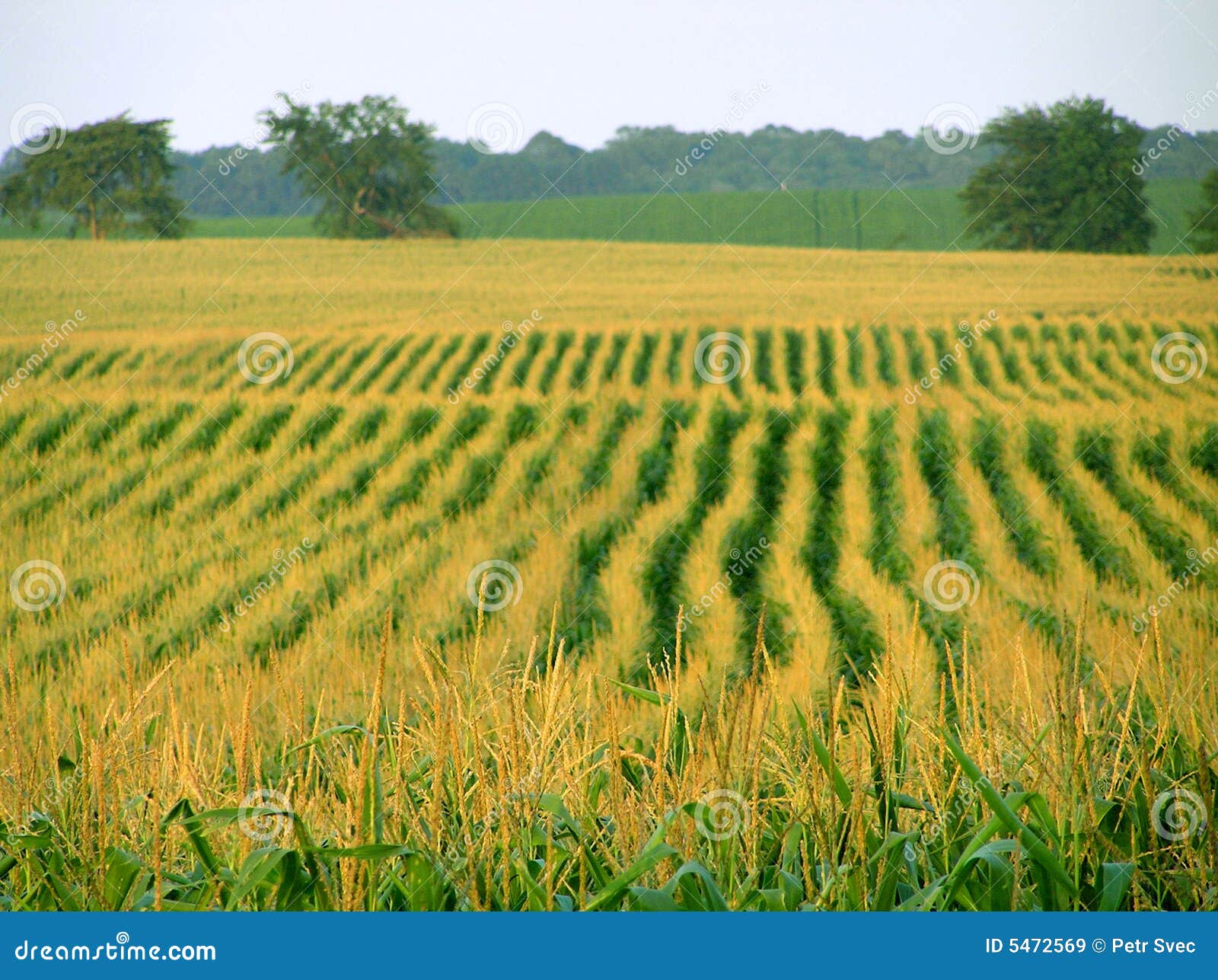 Field #1 stock image. Image of states, midwest, farm, corn - 5472569