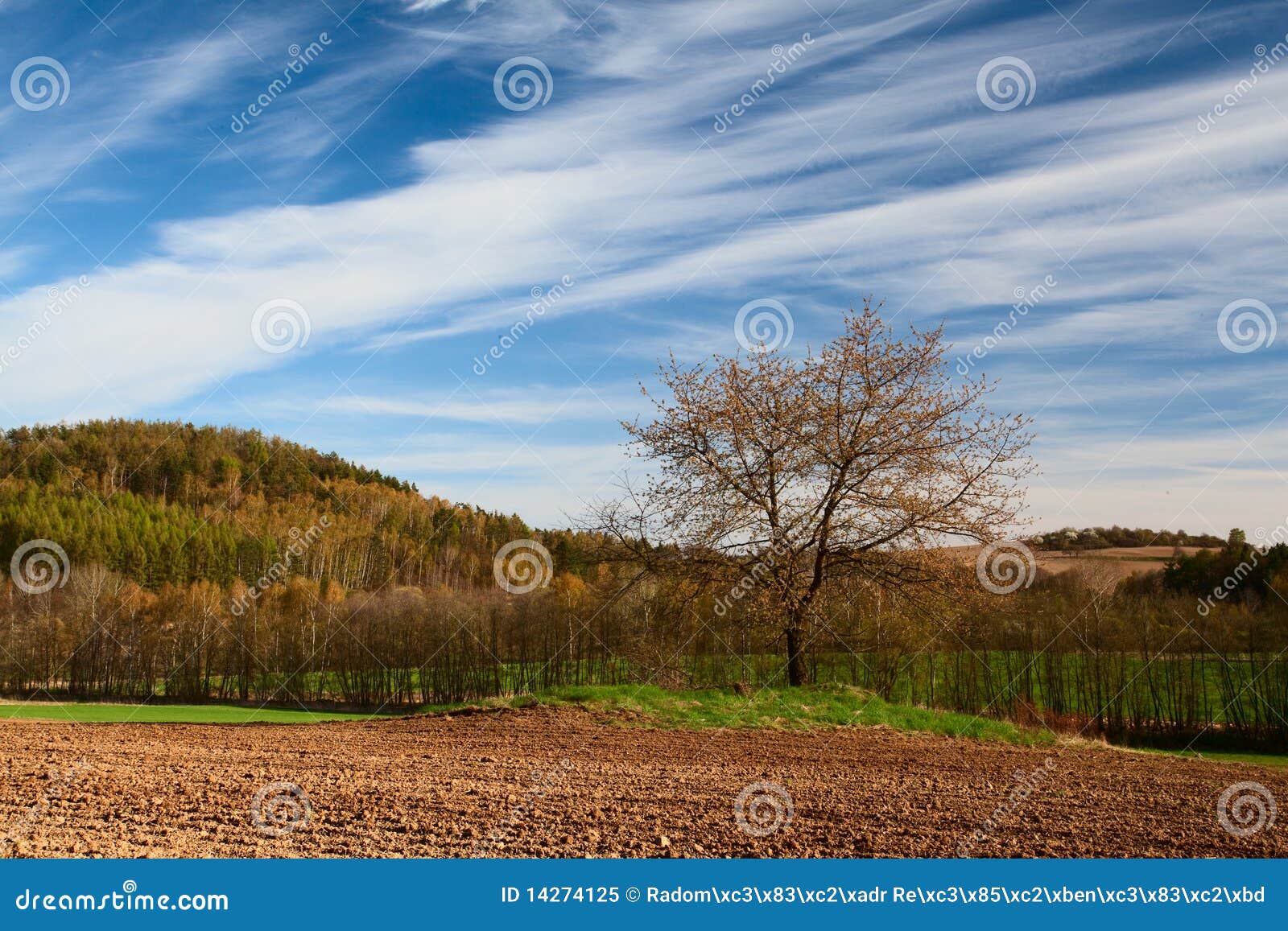 On the field stock image. Image of wood, landscape, tree - 14274125