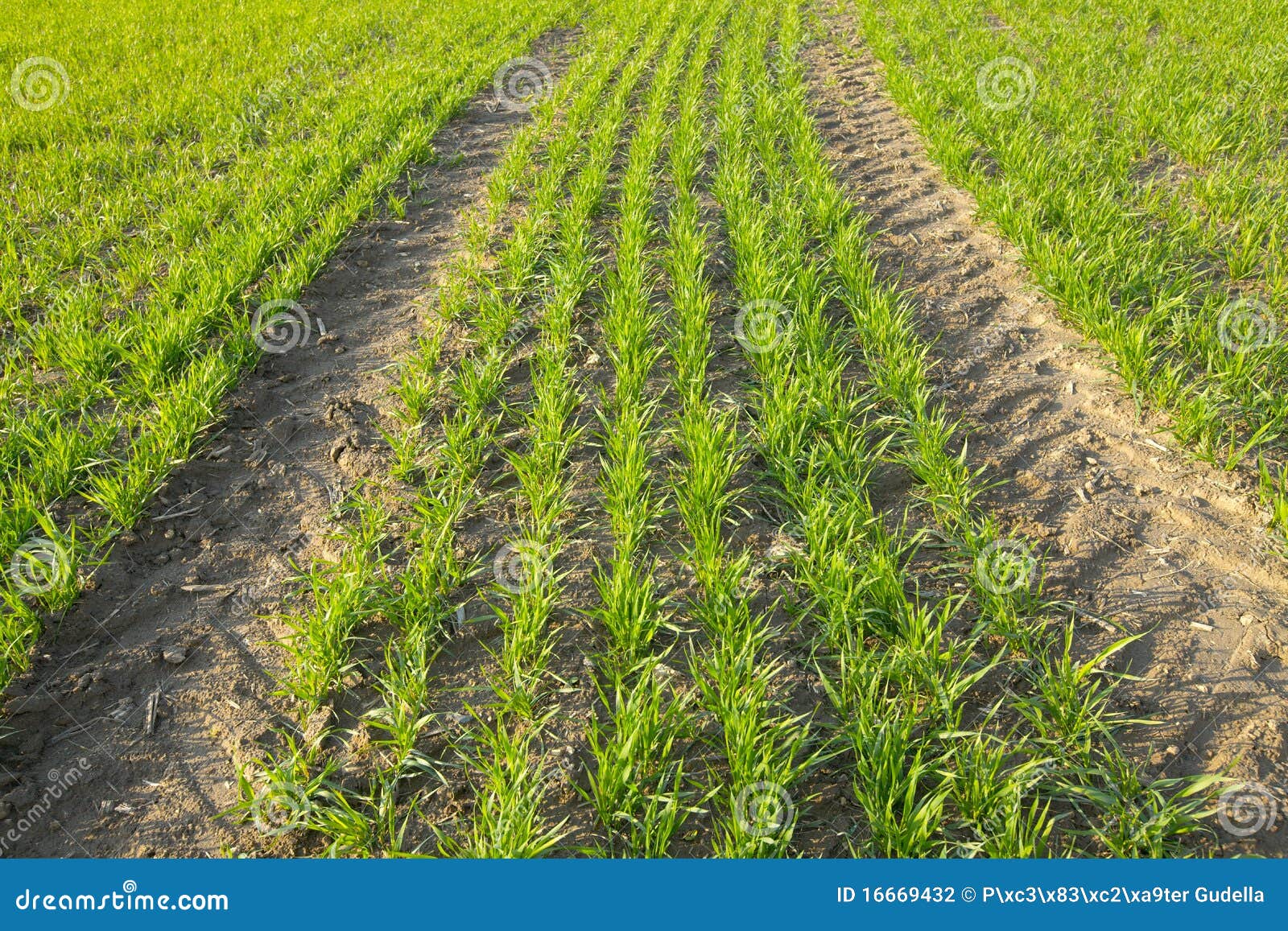 Field stock photo. Image of crop, freshness, country - 16669432