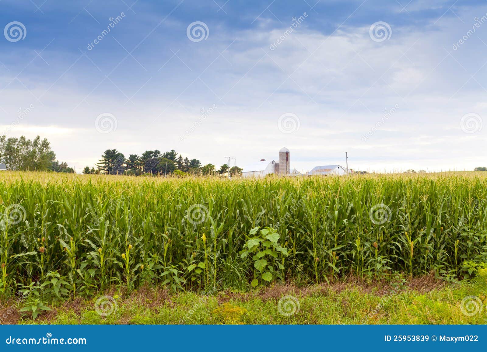 8,229 Blurry Farm Stock Photos - Free & Royalty-Free Stock Photos from ...