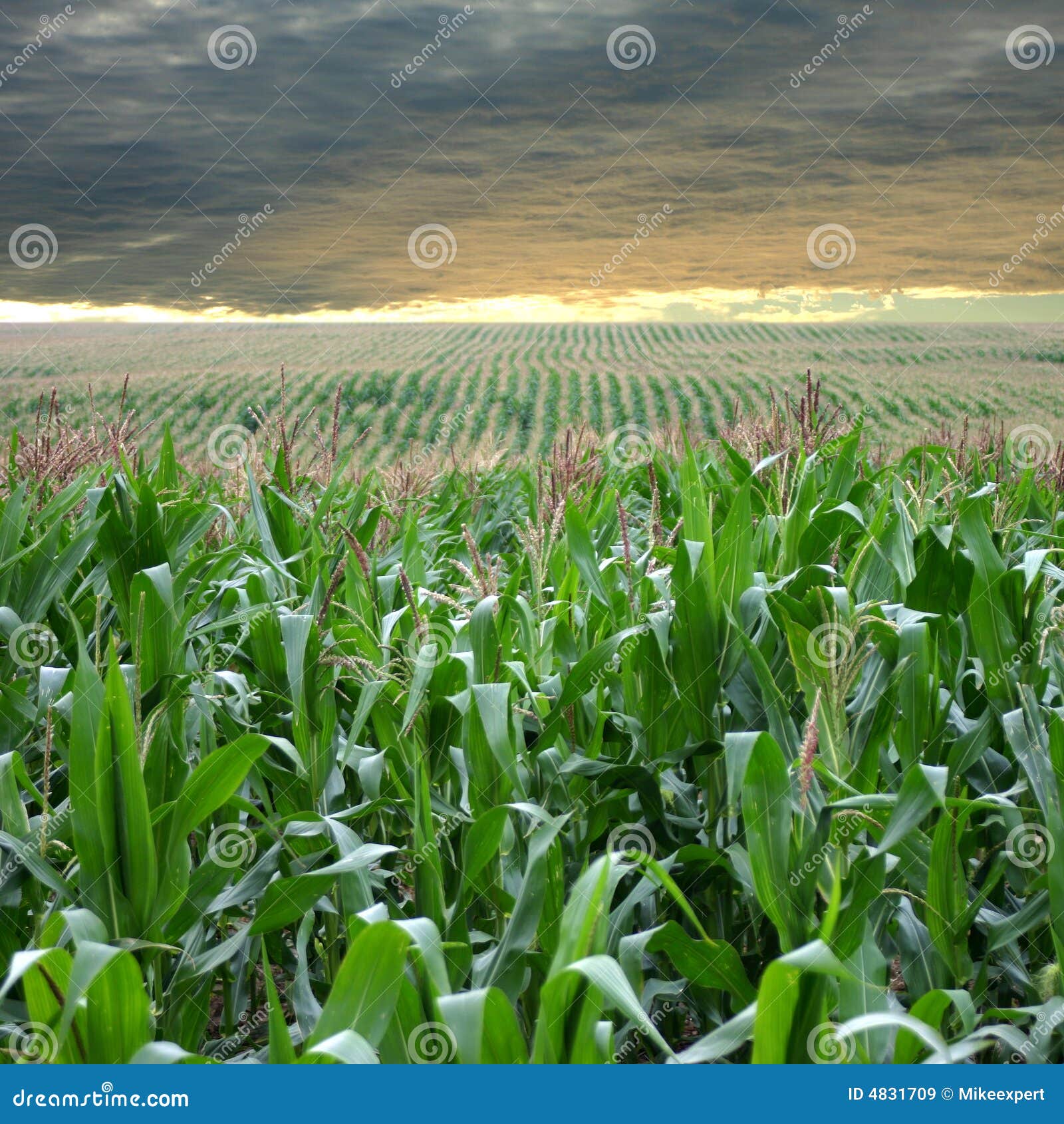 Field stock image. Image of cloud, filed, agriculture - 4831709