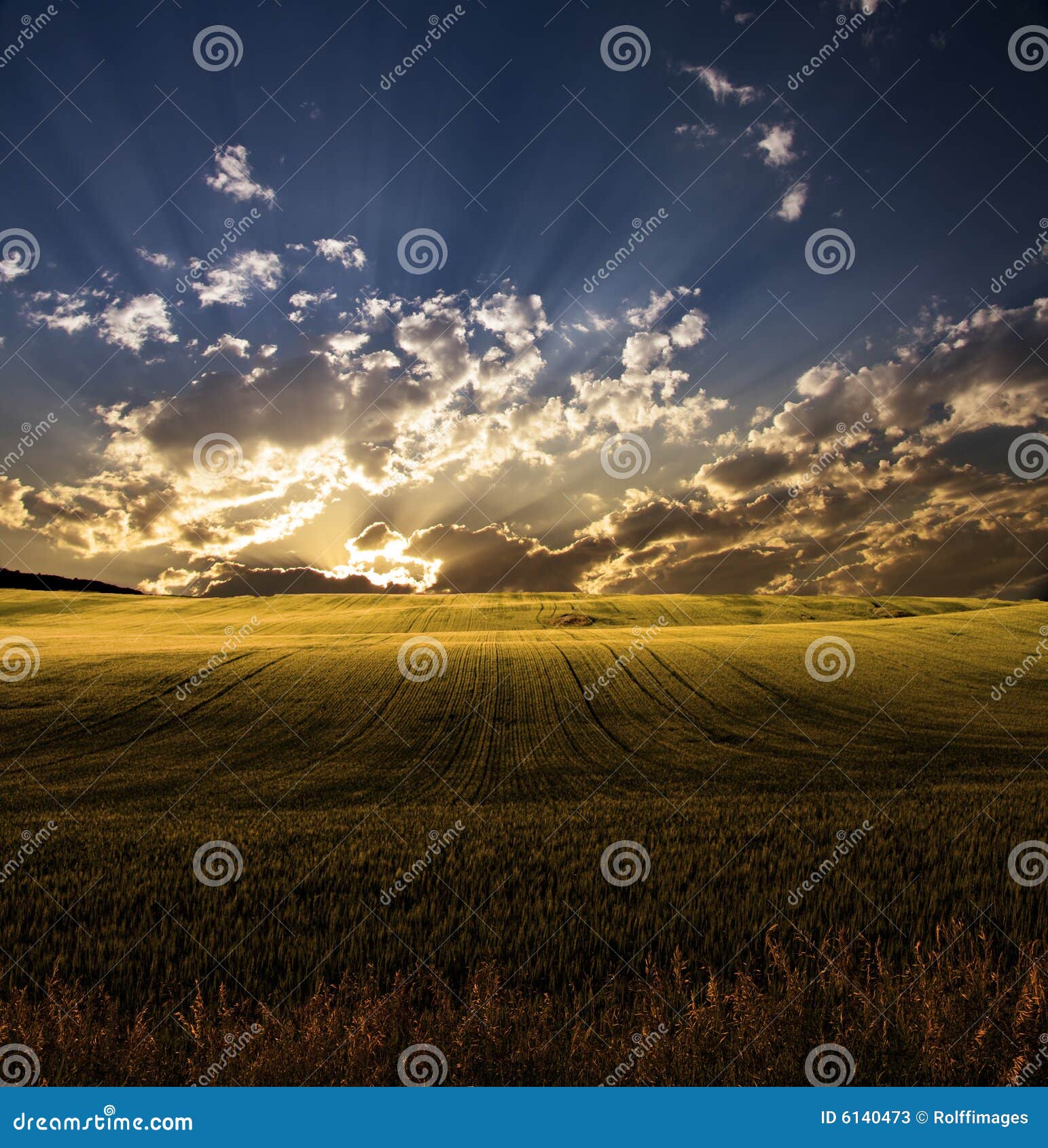 Field stock image. Image of nature, farming, flora, agriculture - 6140473