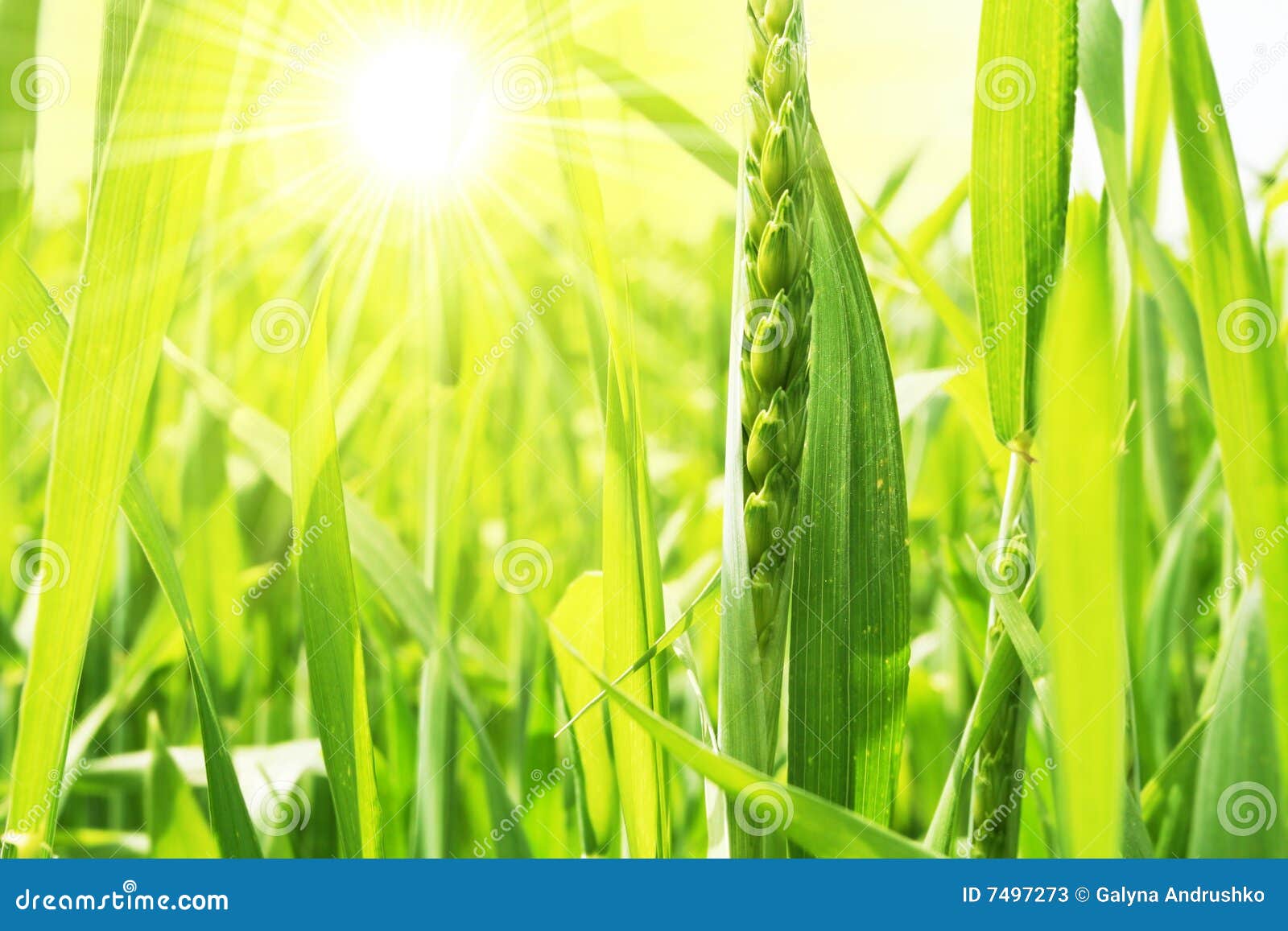 Field stock image. Image of seed, country, organic, background - 7497273