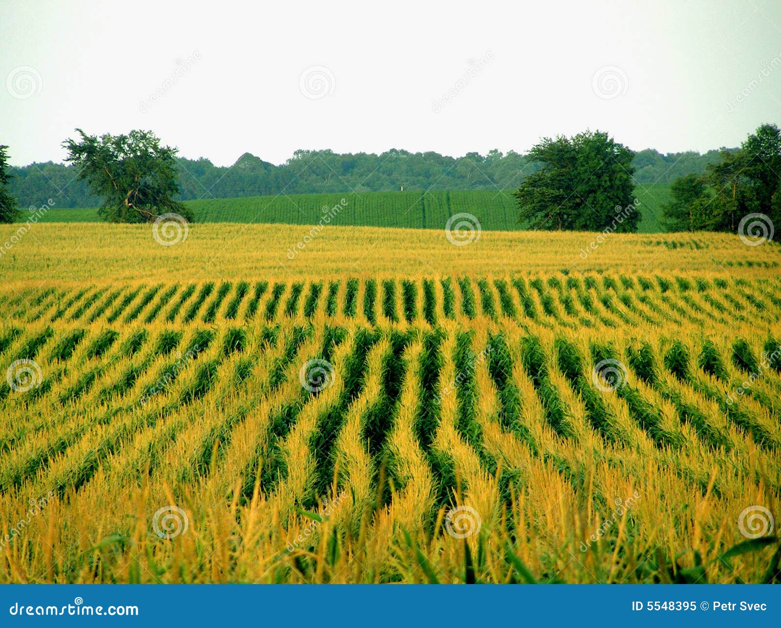 Field #9 stock image. Image of rows, alexandria, industry - 5548395