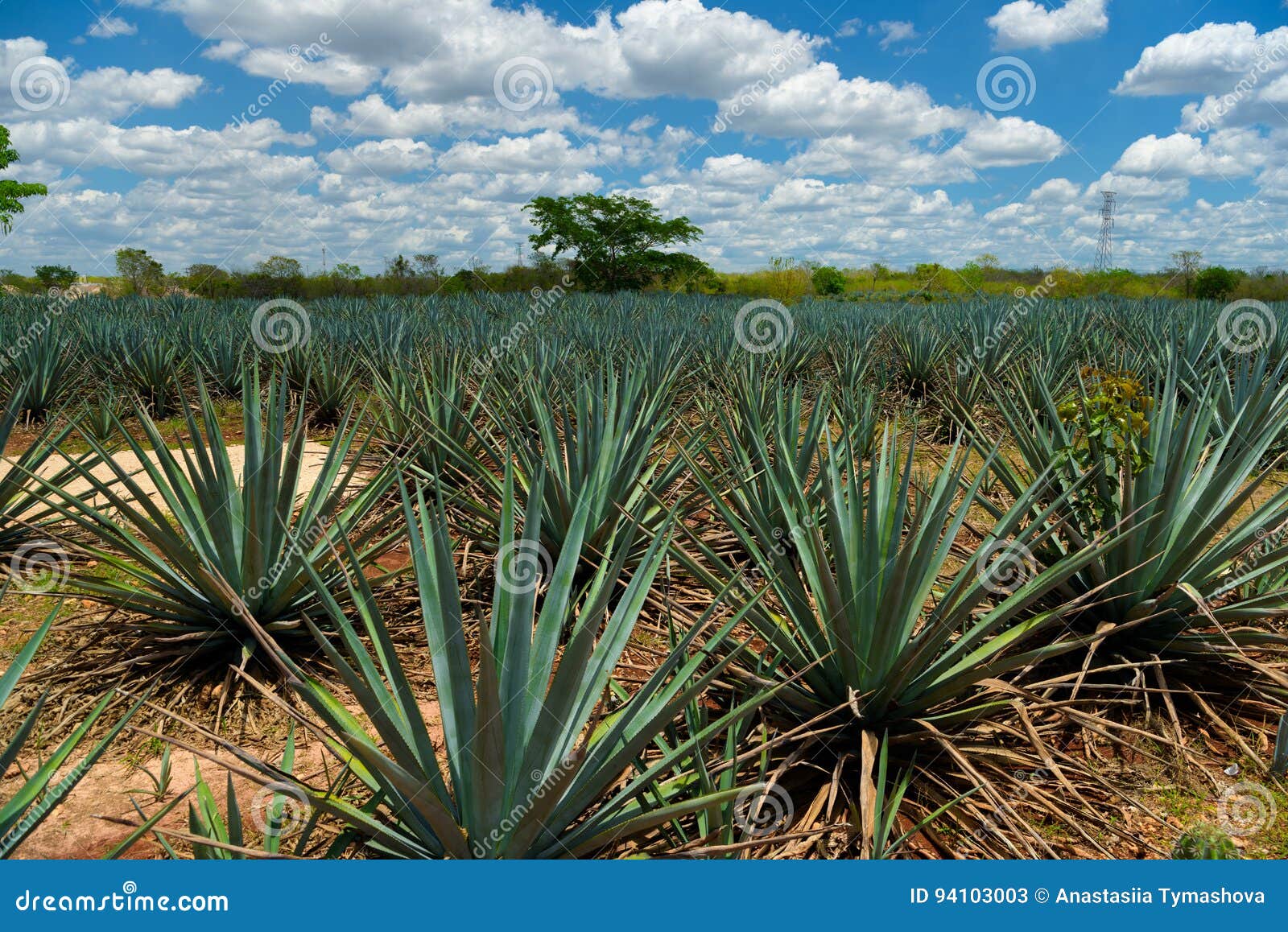 The field of agave planted stock image. Image of landscape - 94103003