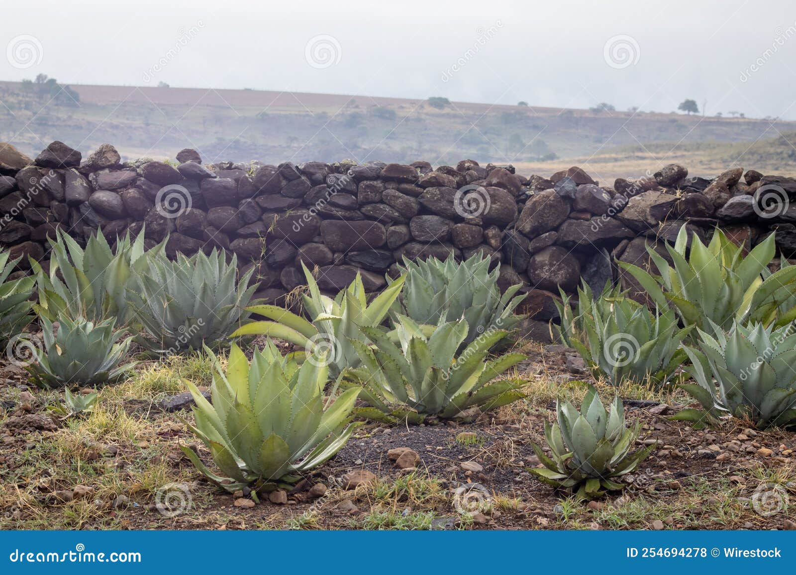 Field of Agave Potatorum Plants on a Summer Afternoon Stock Photo ...