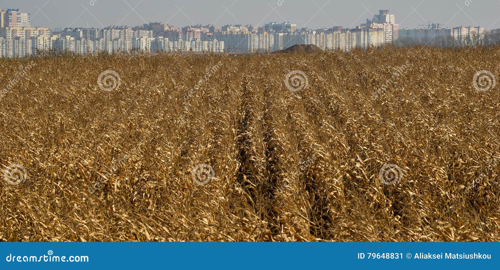 Field Agriculture Background Blue Landscape Stock Image - Image of ...