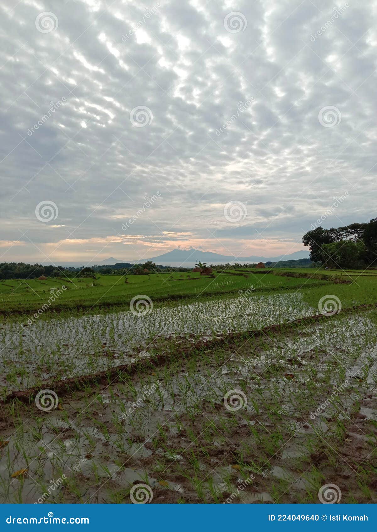 Field Agriculture Indonesia Stock Photo - Image of pasture, soil: 224049640