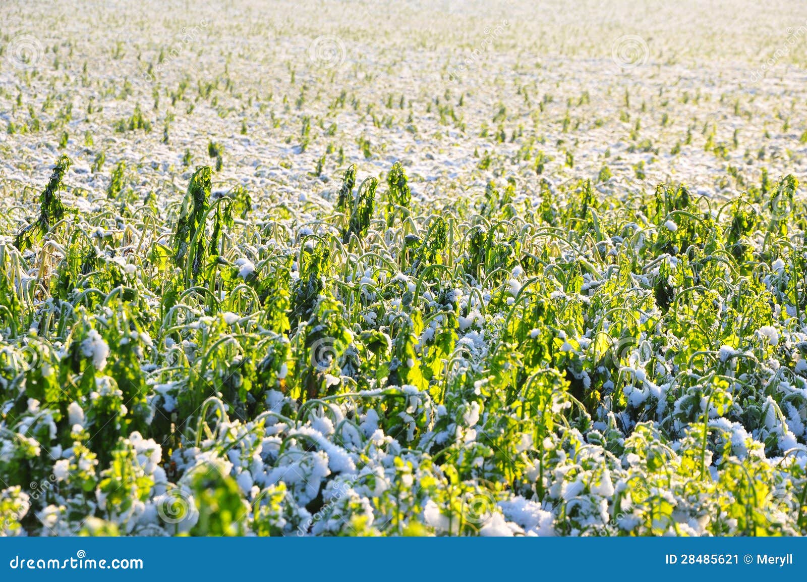 Field agriculture waste stock image. Image of snow, field - 28485621