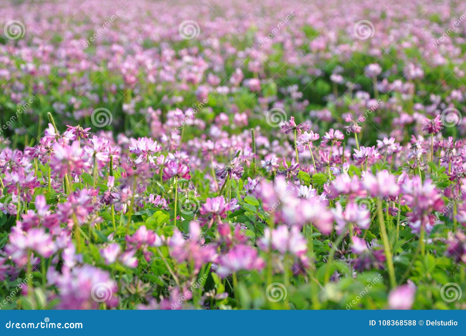 Field of Alfalfa Flowers Also Called Lucerne Stock Photo - Image of ...