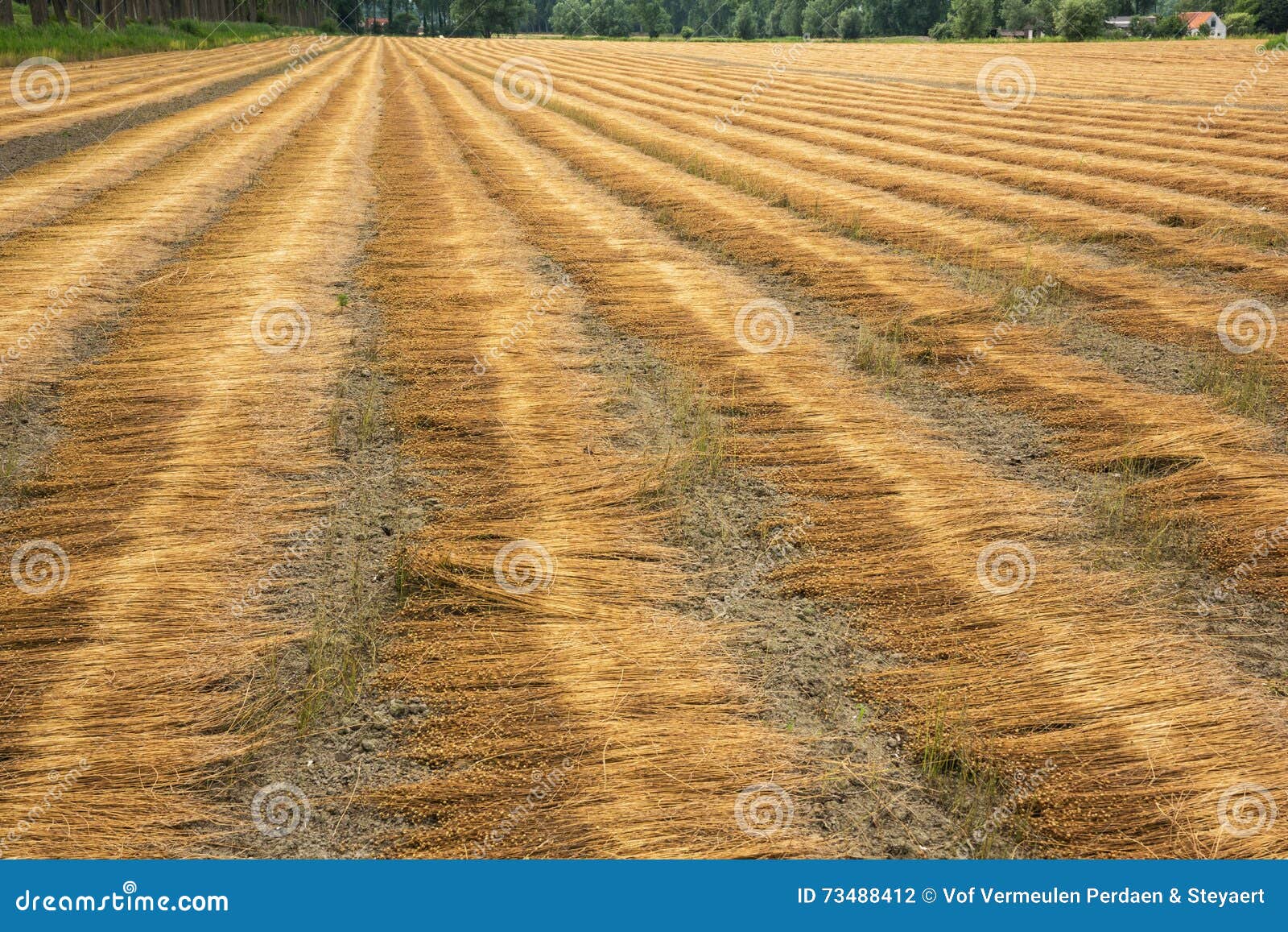 Field with Aligned Cut Down Flax. Stock Photo - Image of usitatissimum ...