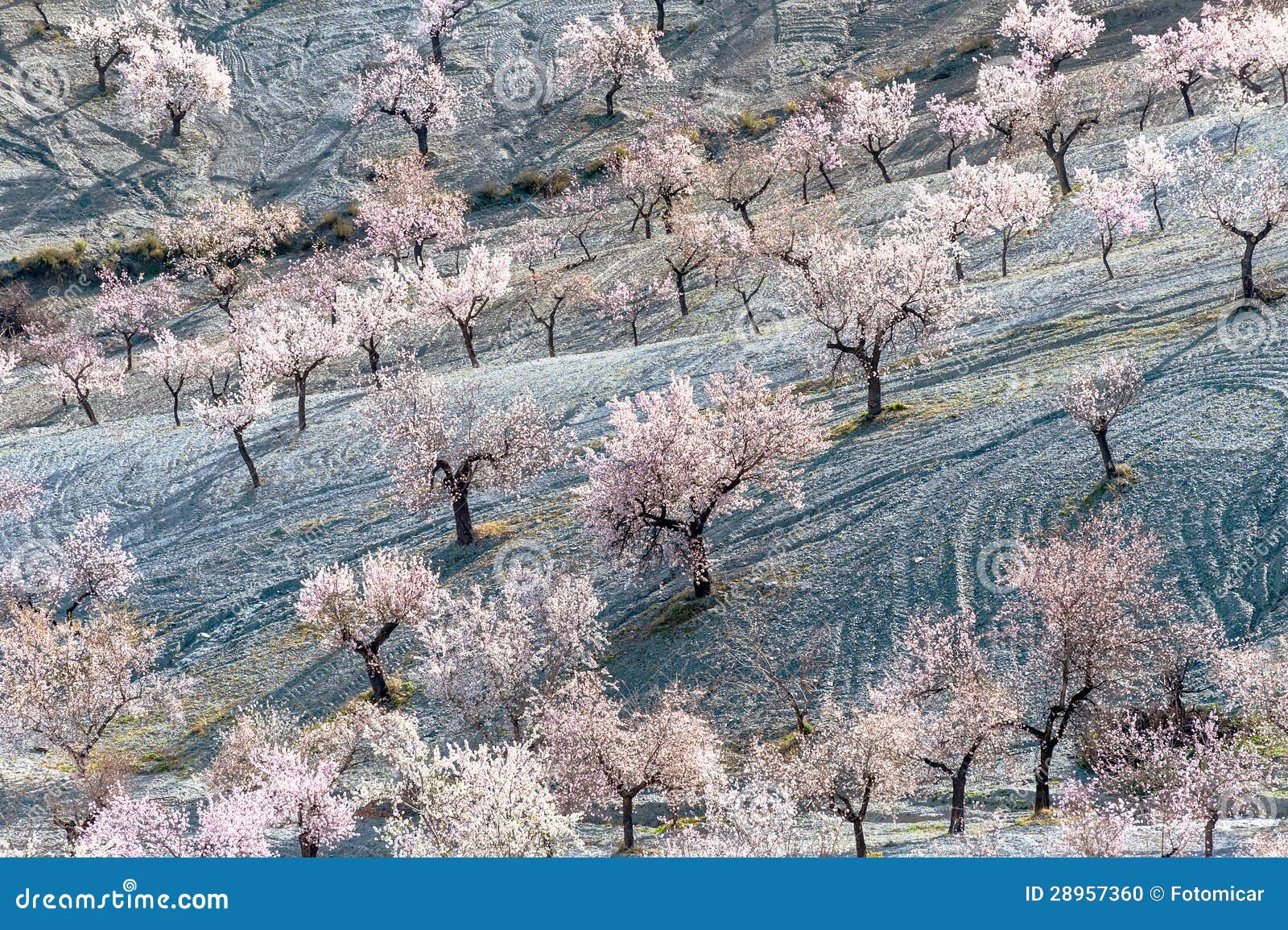 Field of Almond Trees stock photo. Image of travel, blossom - 28957360