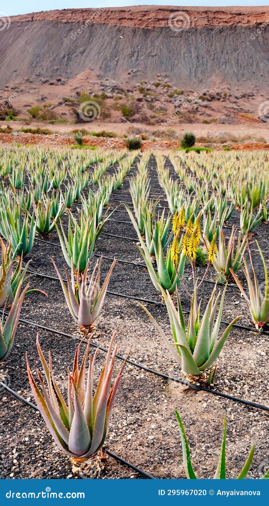 A Field of Aloe Vera Growing in the Desert Stock Photo - Image of ...