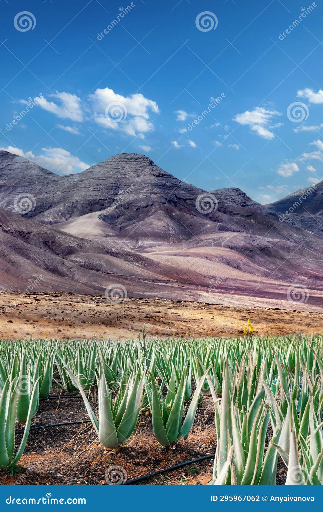 Aloe vera plantation stock photo. Image of dirt, mountain - 295967062