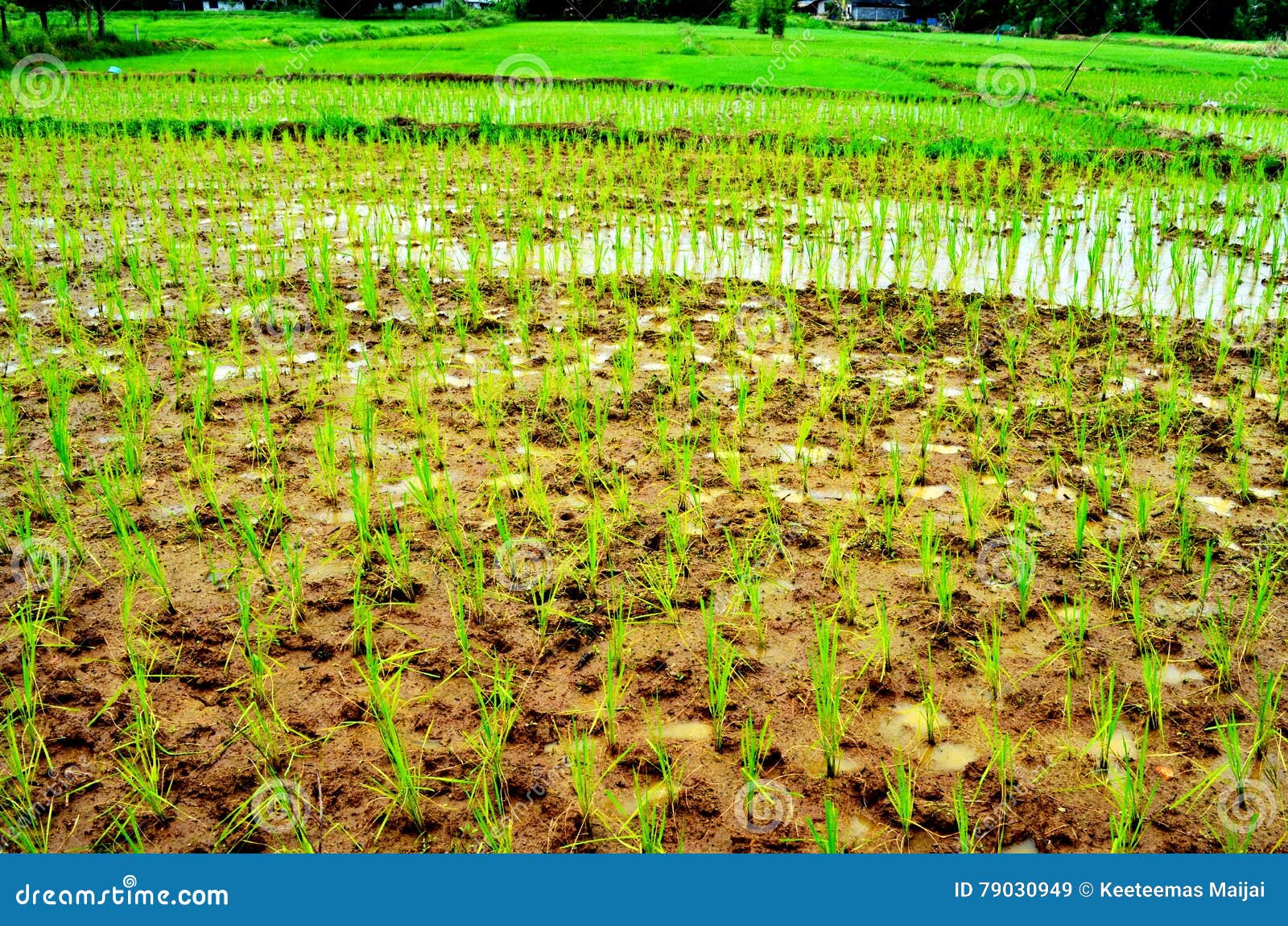 The field. stock image. Image of grow, filled, naturally - 79030949