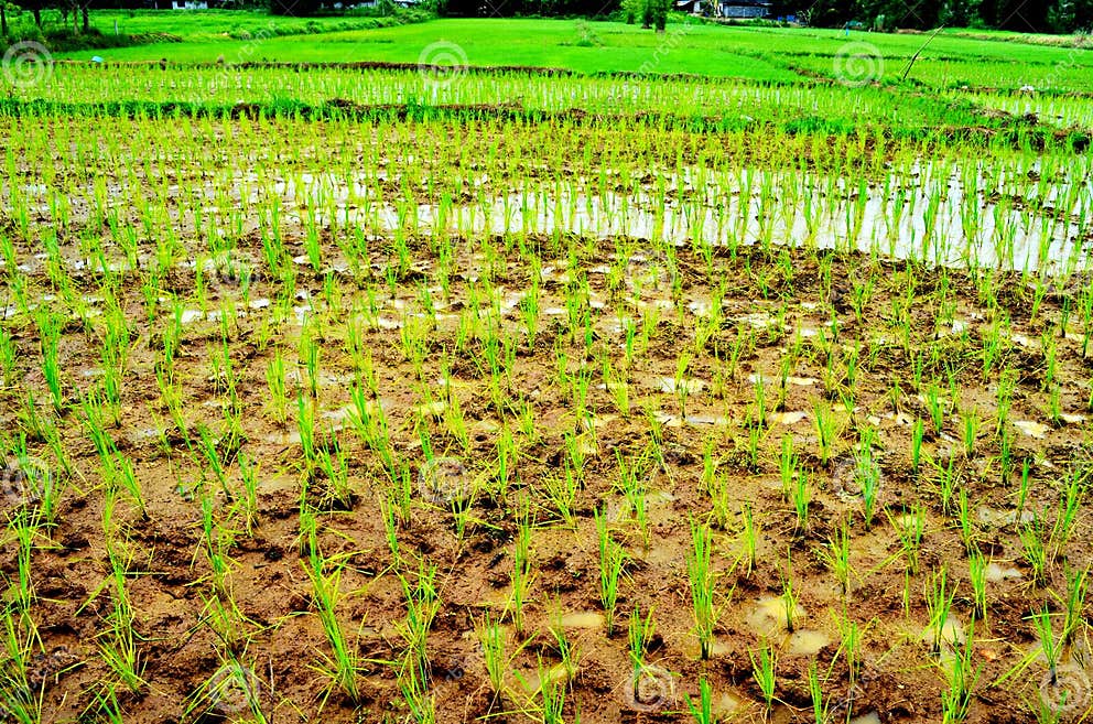 The field. stock image. Image of grow, filled, naturally - 79030949