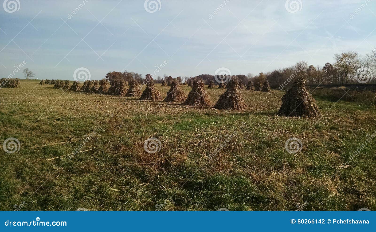 A Field of Amish Corn Stack, Haystack, Harvest Stock Photo - Image of ...