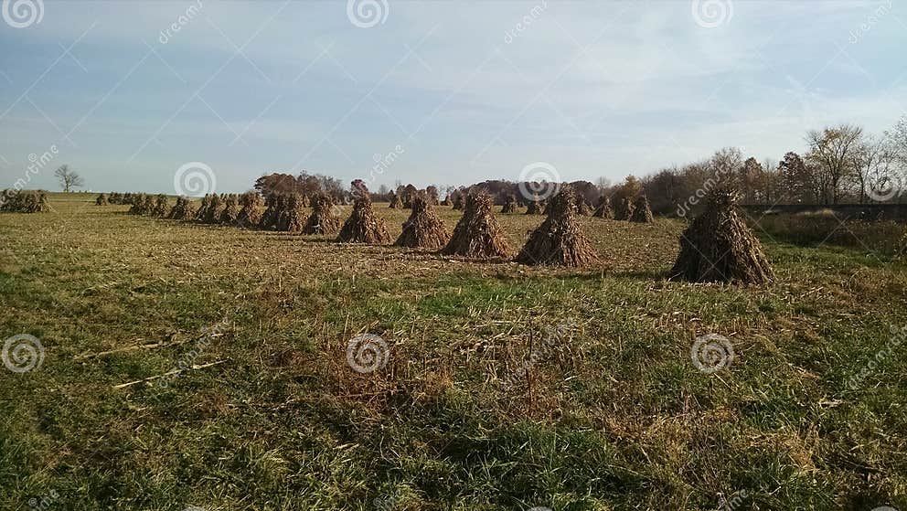 A Field of Amish Corn Stack, Haystack, Harvest Stock Photo - Image of ...
