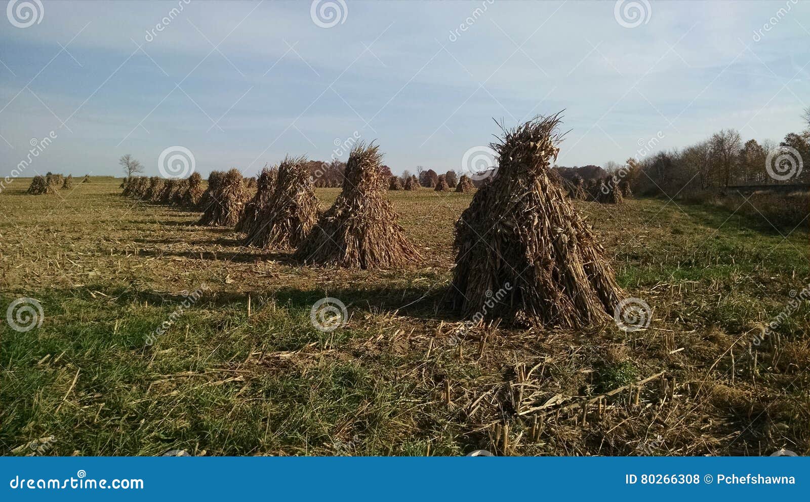 A Field of Amish Corn Stack, Haystack, Harvest Stock Photo - Image of ...