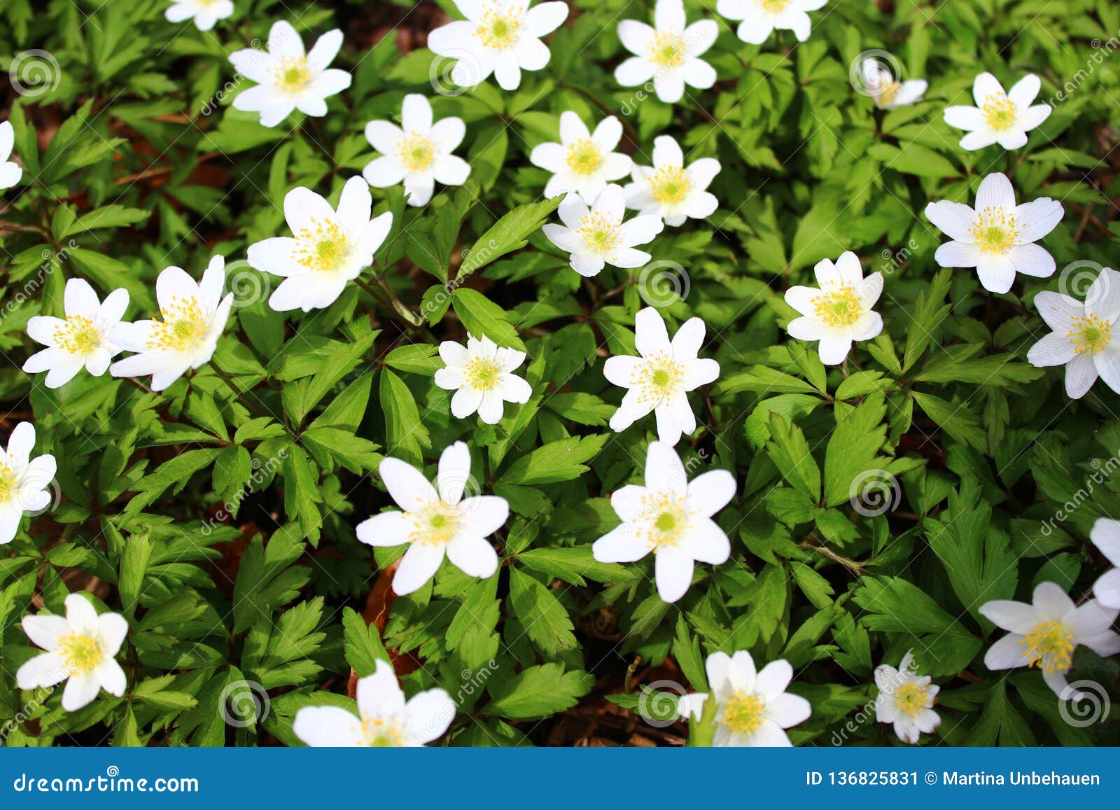 Field of anemones stock image. Image of garden, macro - 136825831