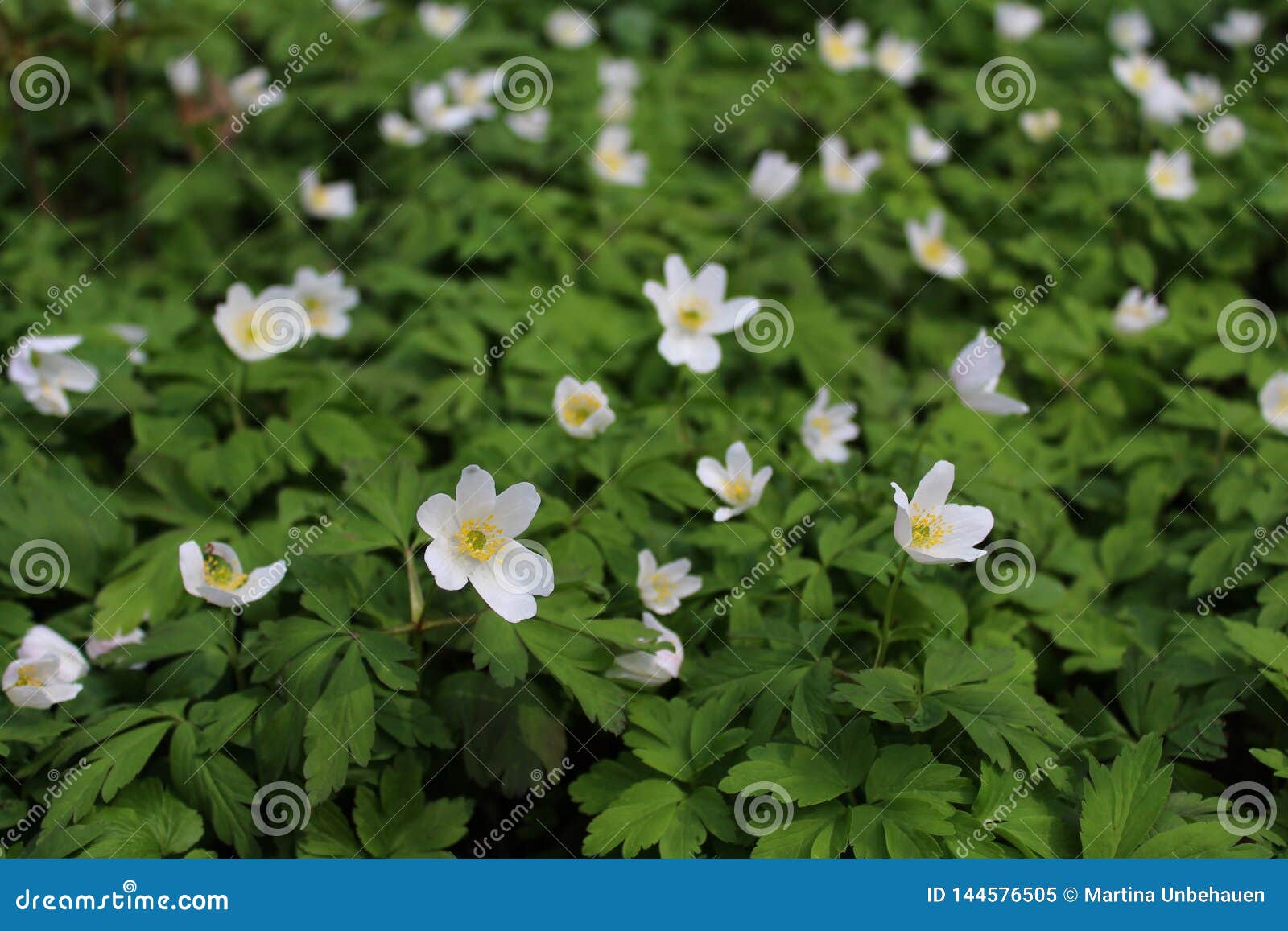 Field of anemones stock image. Image of flora, ranunculaceae - 144576505
