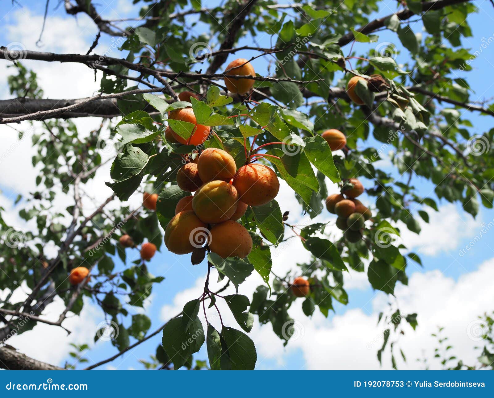 Field with Apricot Trees and a Dirt Path. Apricot Orchard Stock Image ...