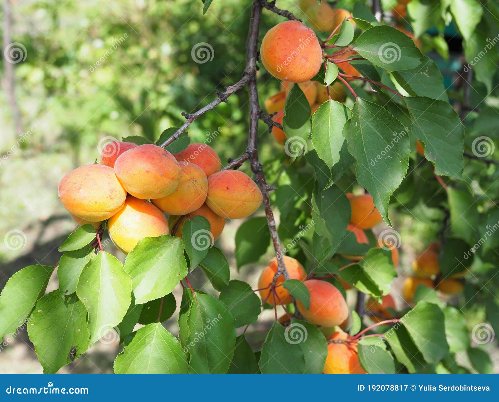 Field with Apricot Trees and a Dirt Path. Apricot Orchard Stock Image ...